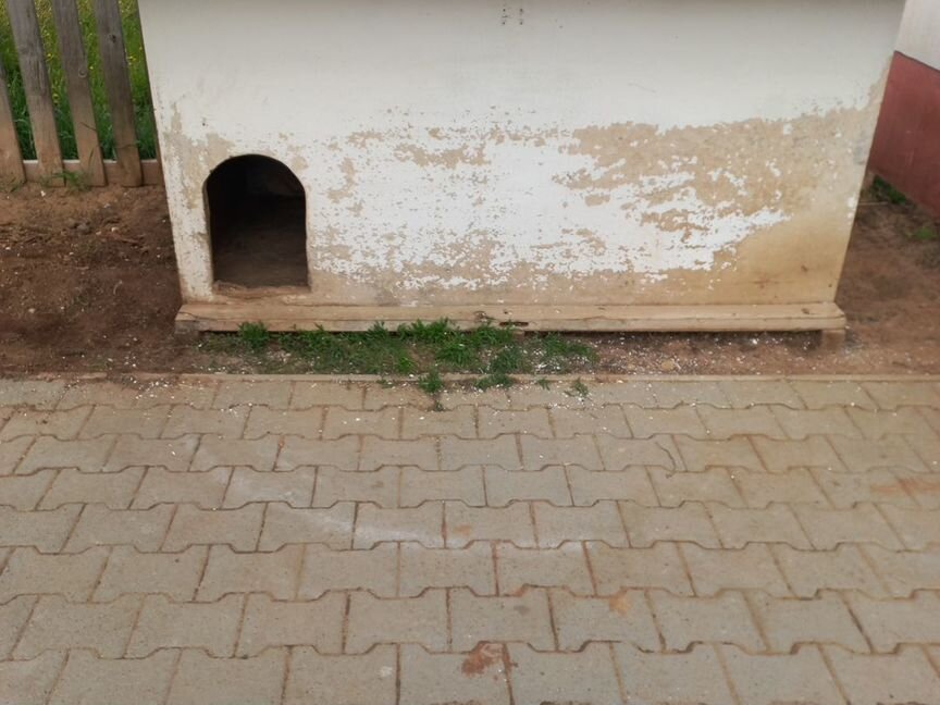 Будка для собаки. Конура