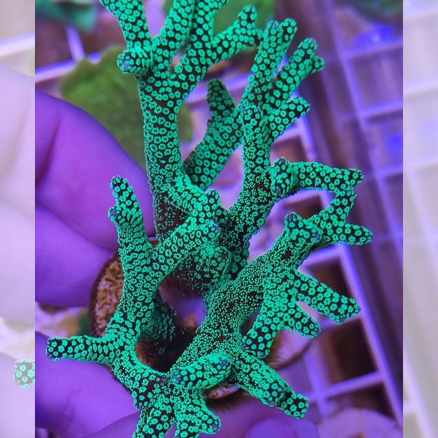 Живые Кораллы