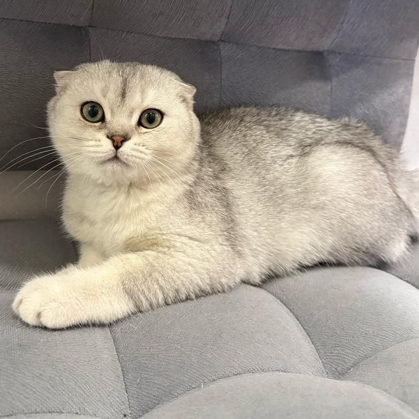 Шотландский вислоухий кот