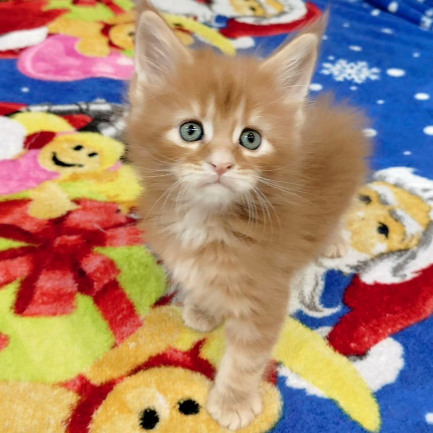 Котята мейн-кун