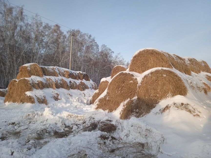 Сено в рулонах