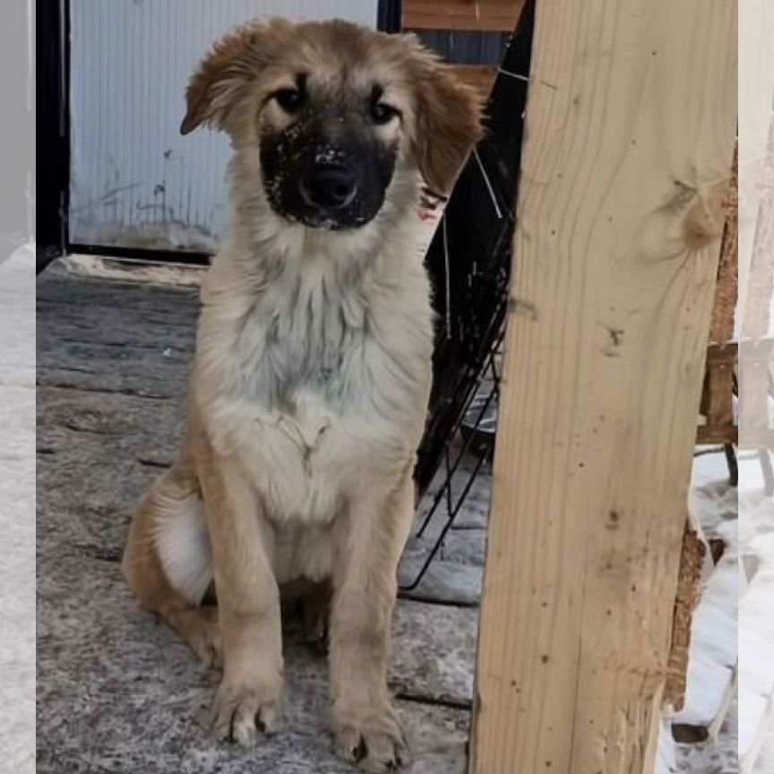 Щенок в добрые руки