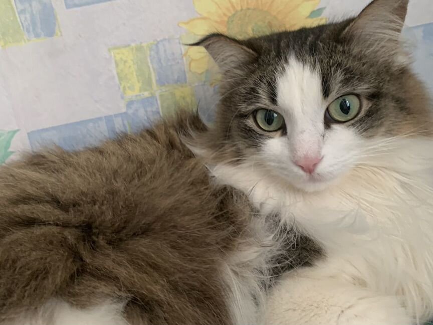 Сибирская кошка