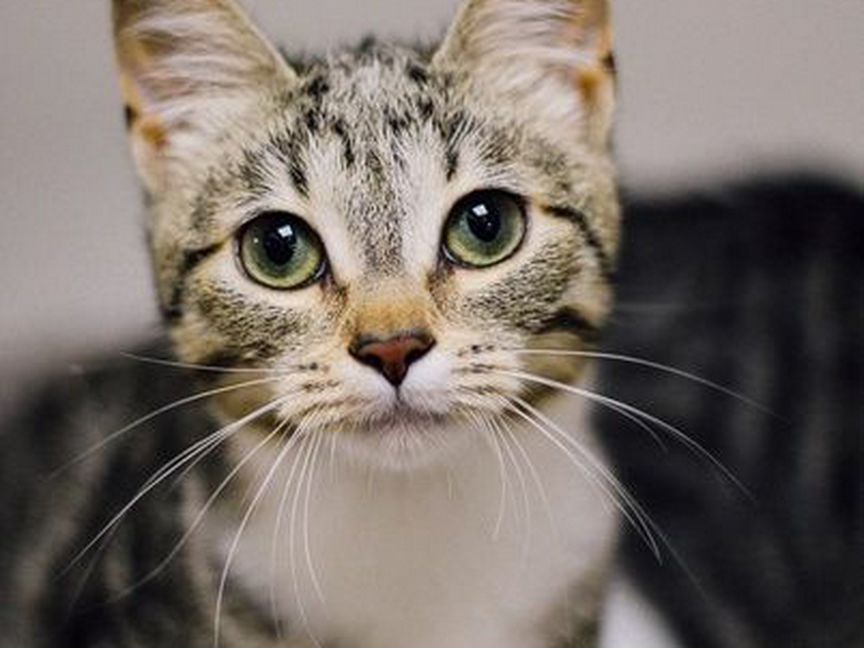 Котенок ищет дом