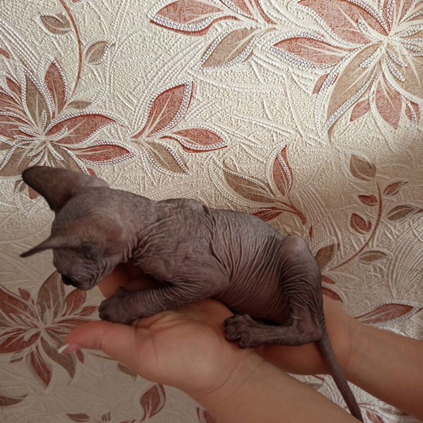 Продам котенка сфинкс