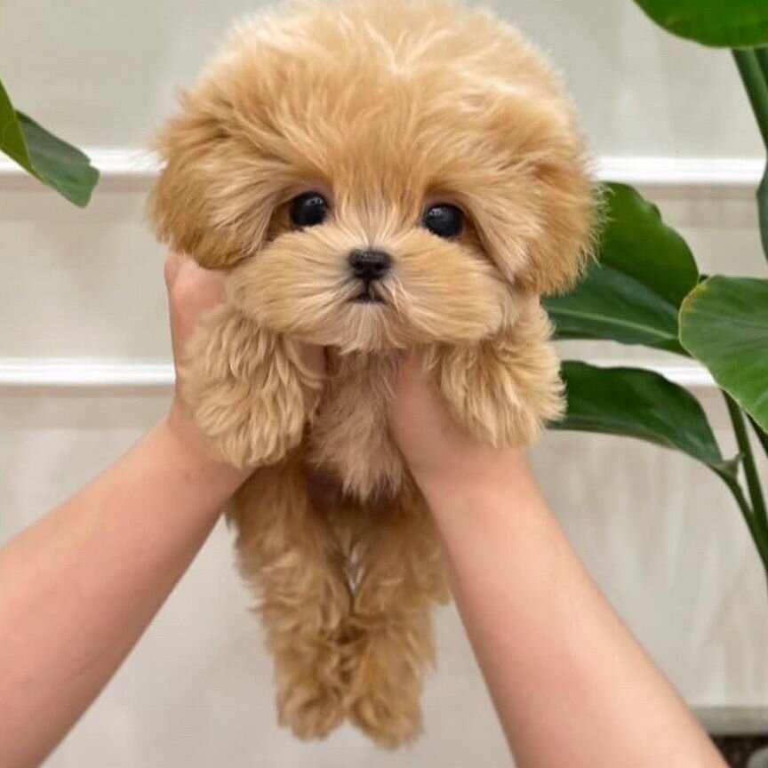 Мальтипу, щенок