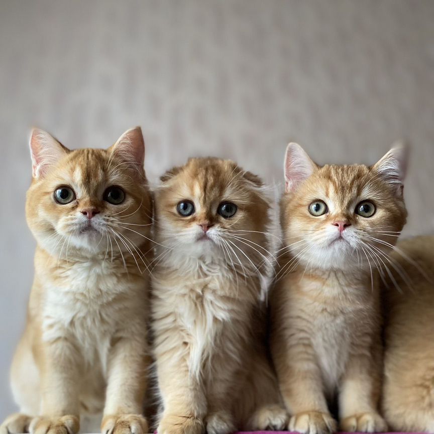 Шотландские котята