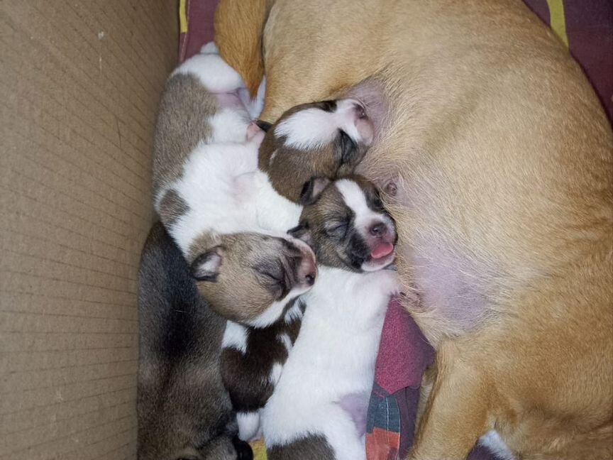 Отдам бесплатно