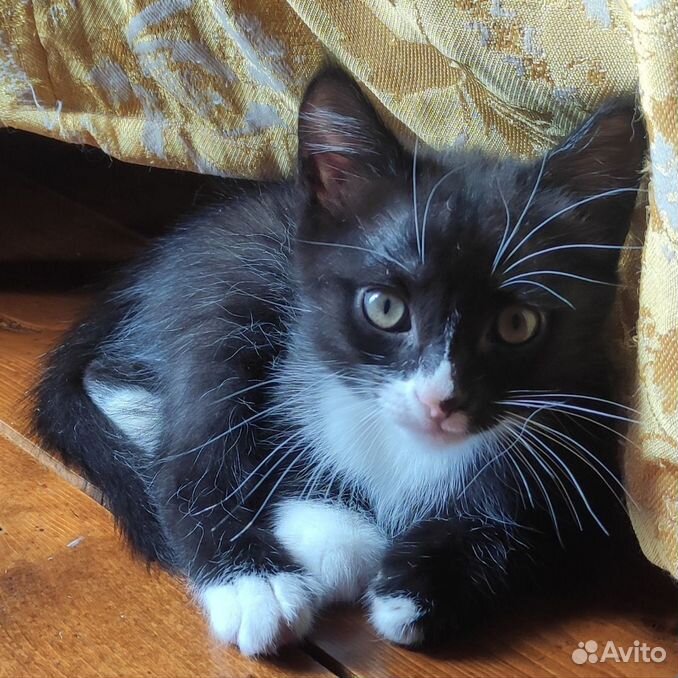 Котенок кот черный белый 2 месяца