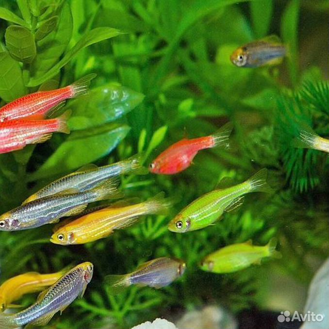 Рыбки в добрые руки