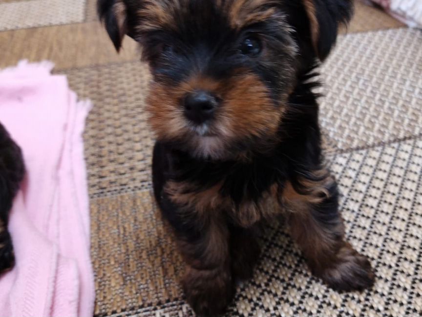 Йоркширский терьер щенки
