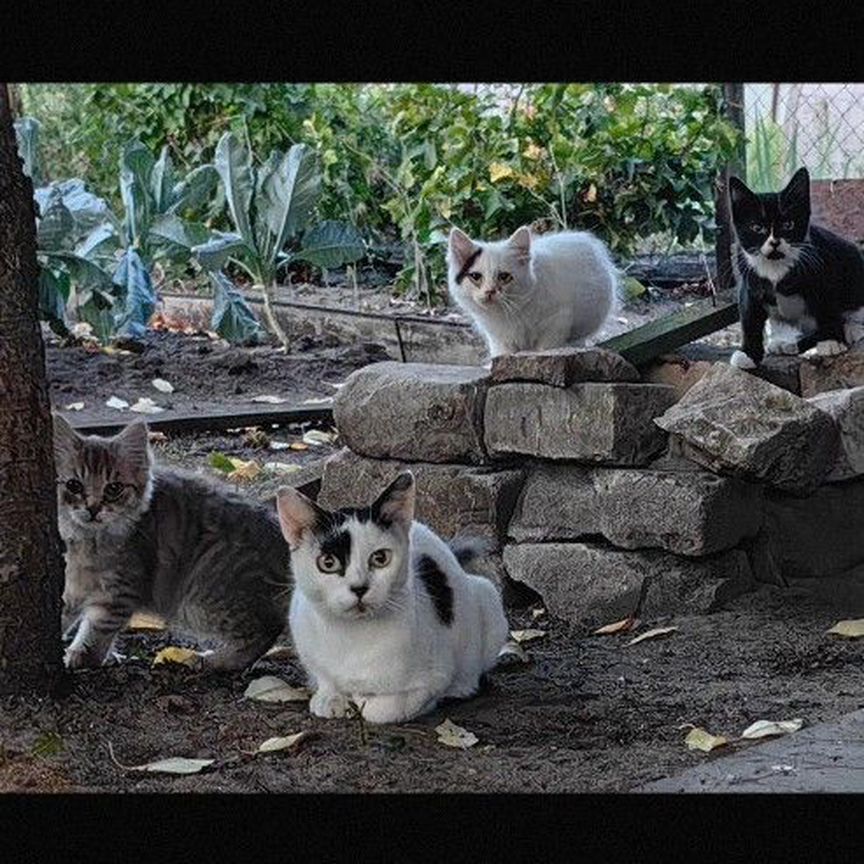 Котята-подростки и кошка в добрые руки