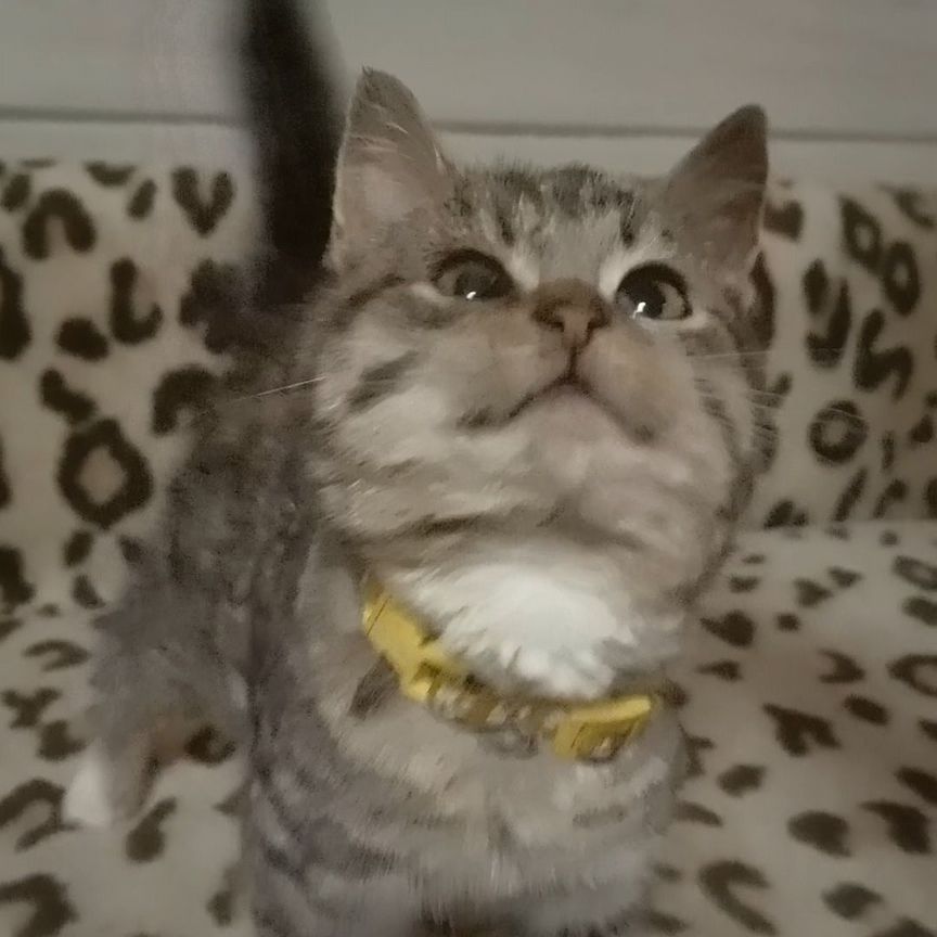 Котик бесплатно