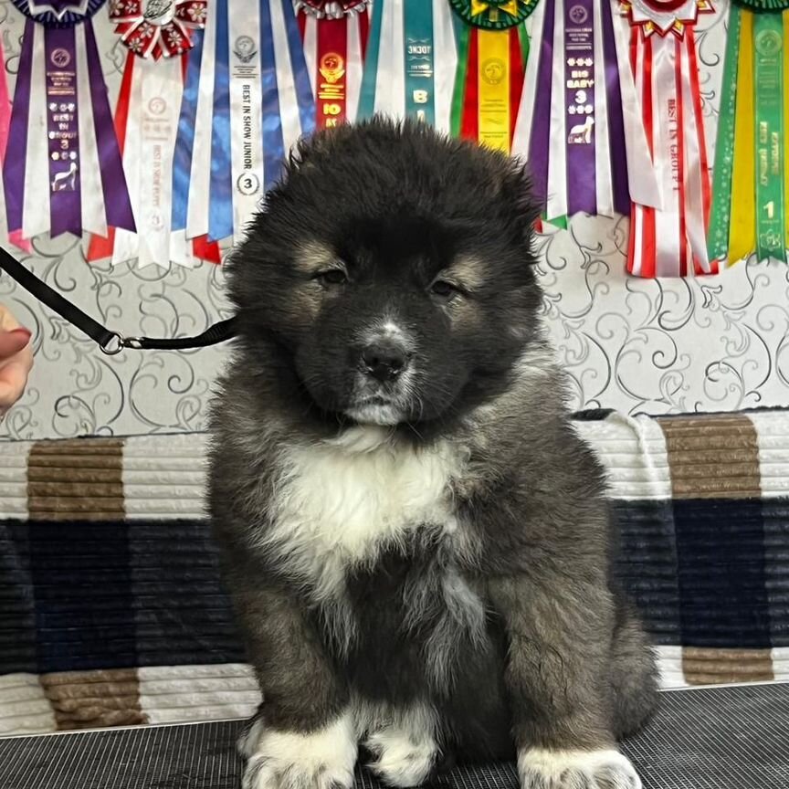 Шикарная кавказская овчарка