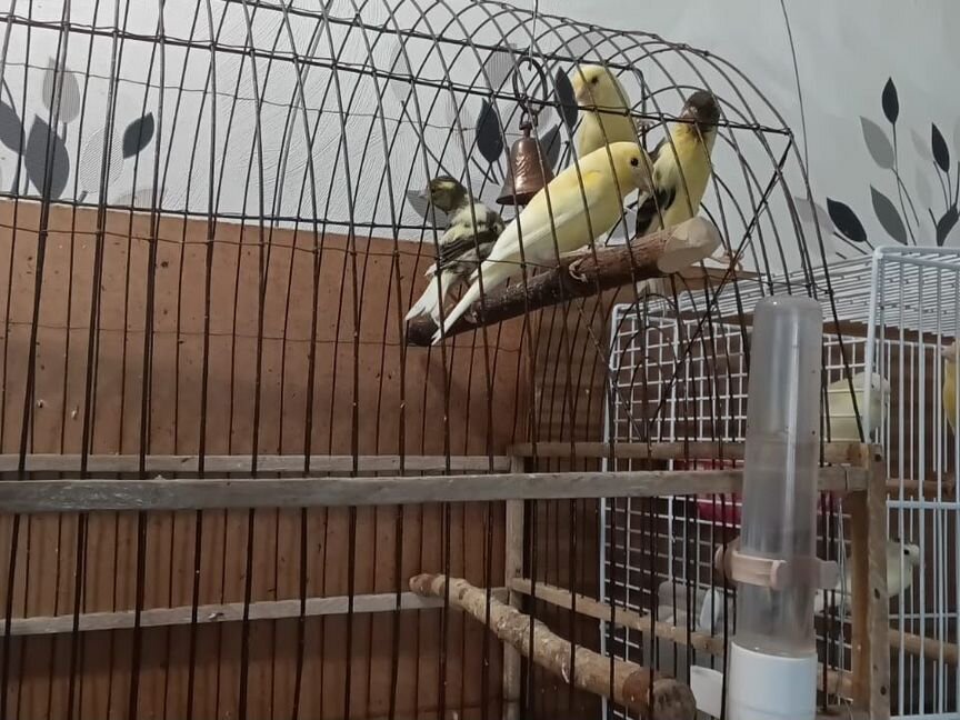 Канарейка самка