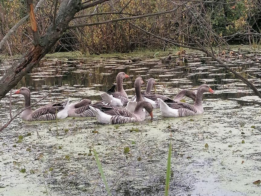 Крупные серые гуси