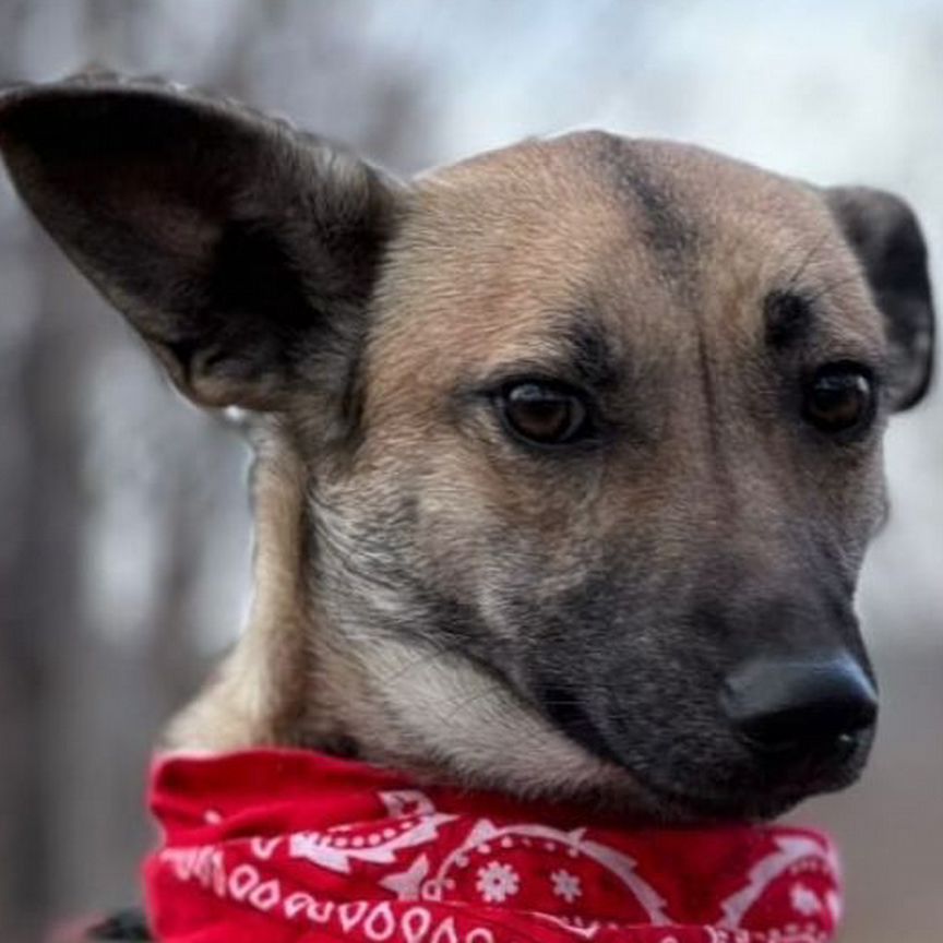 Собака Нежная Креветка В добрые руки / Девочка