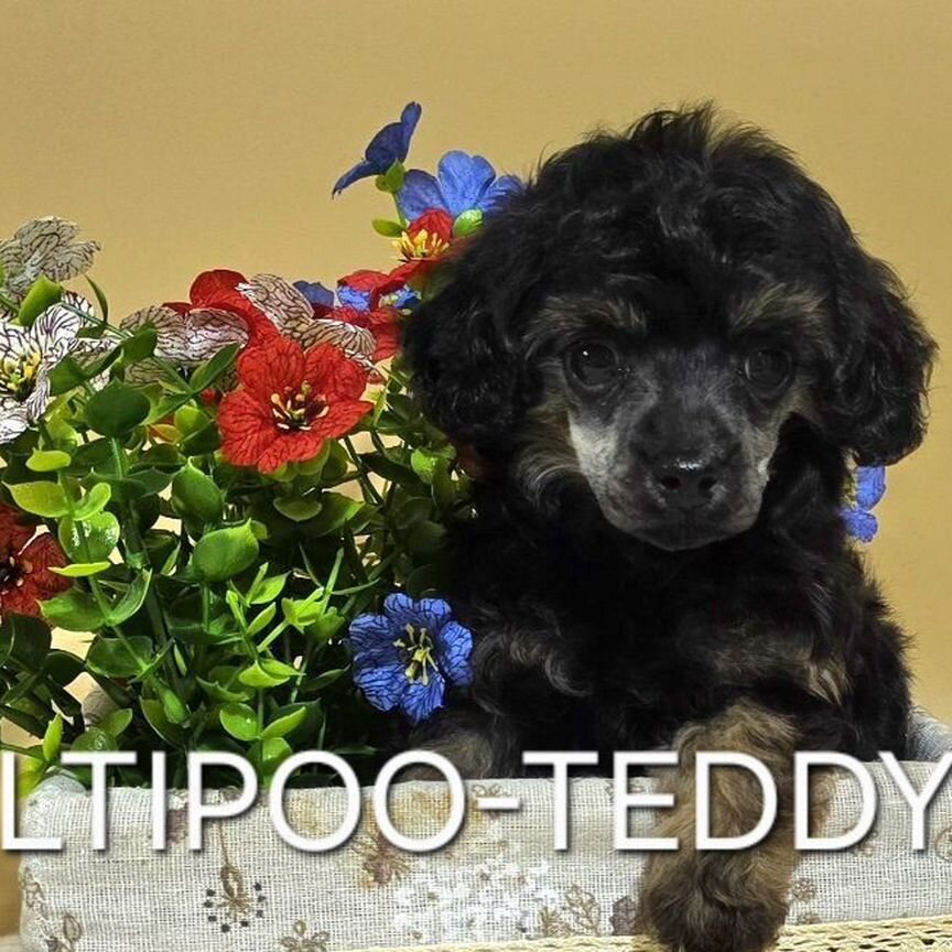 Той-пудель, щенок