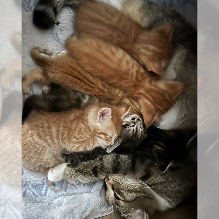 Котята в добрые руки, бесплатно