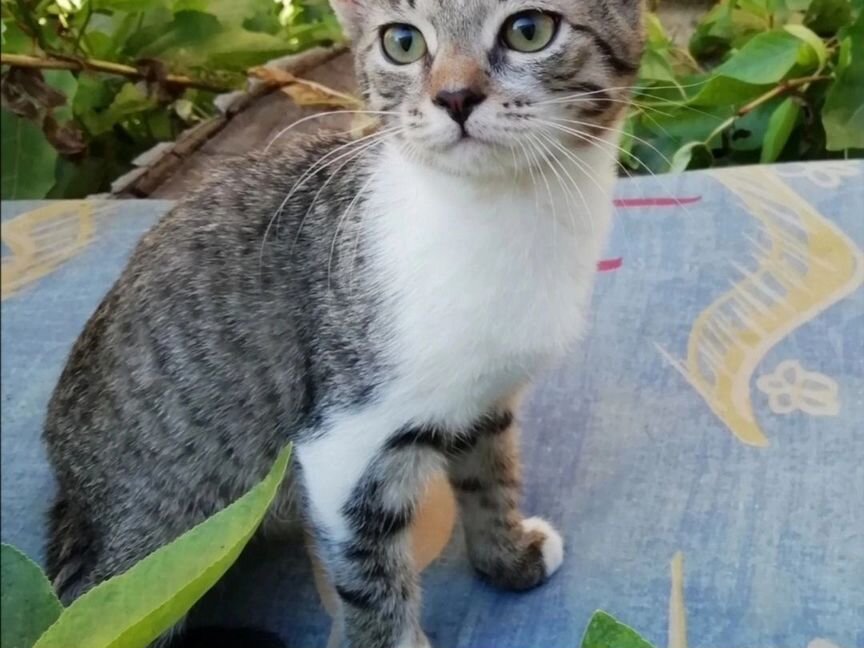 Котенок в дар