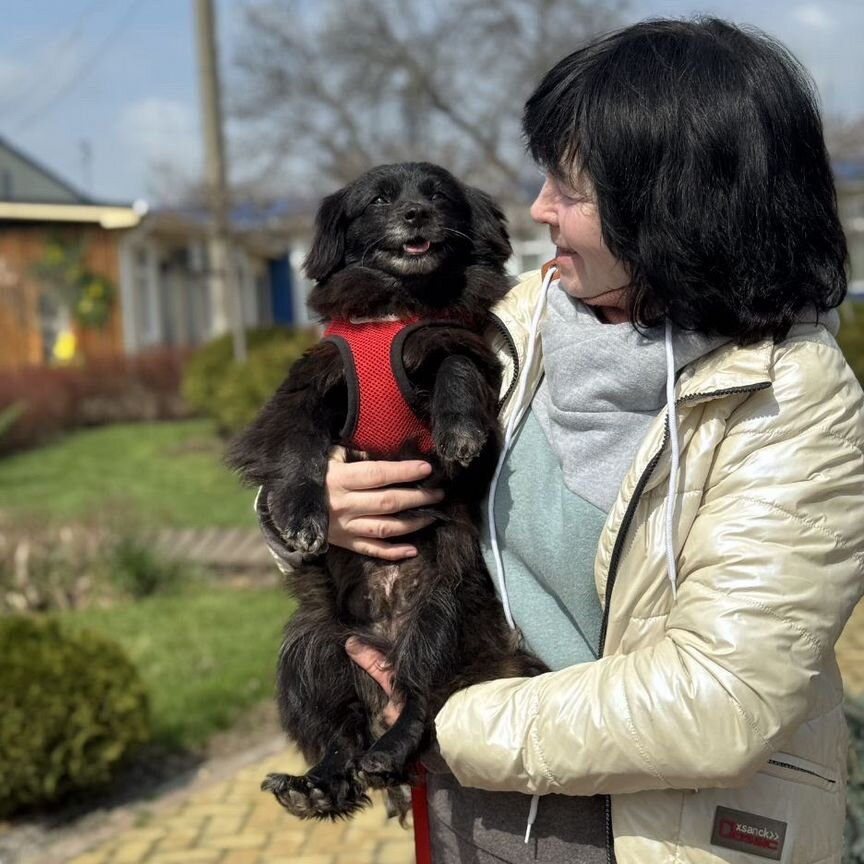 Взрослая собака в добрые руки