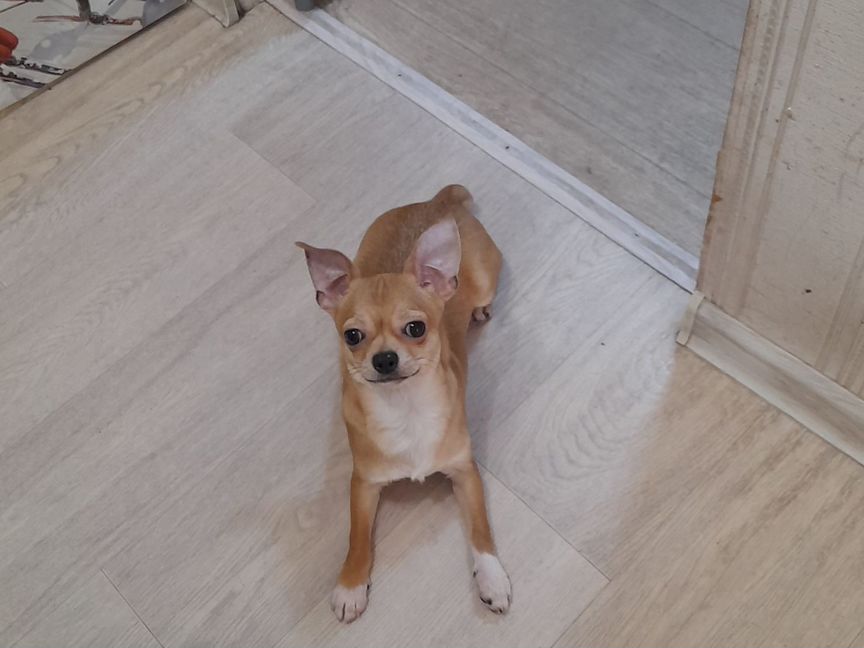 Мальчик Чихуахуа из питомника