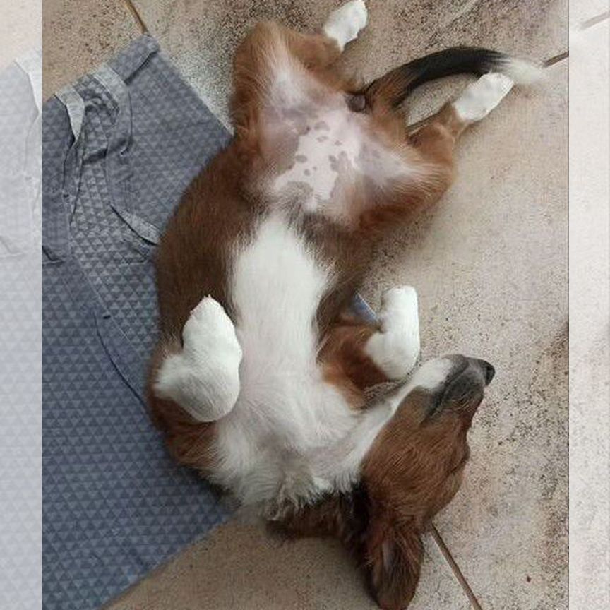 Бордер-колли, щенок