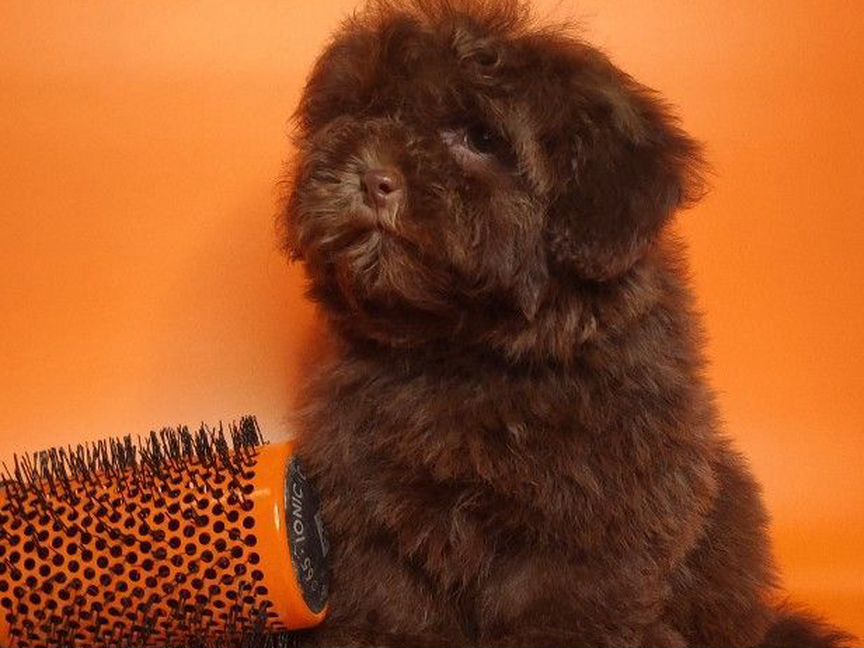 Мальтипуша