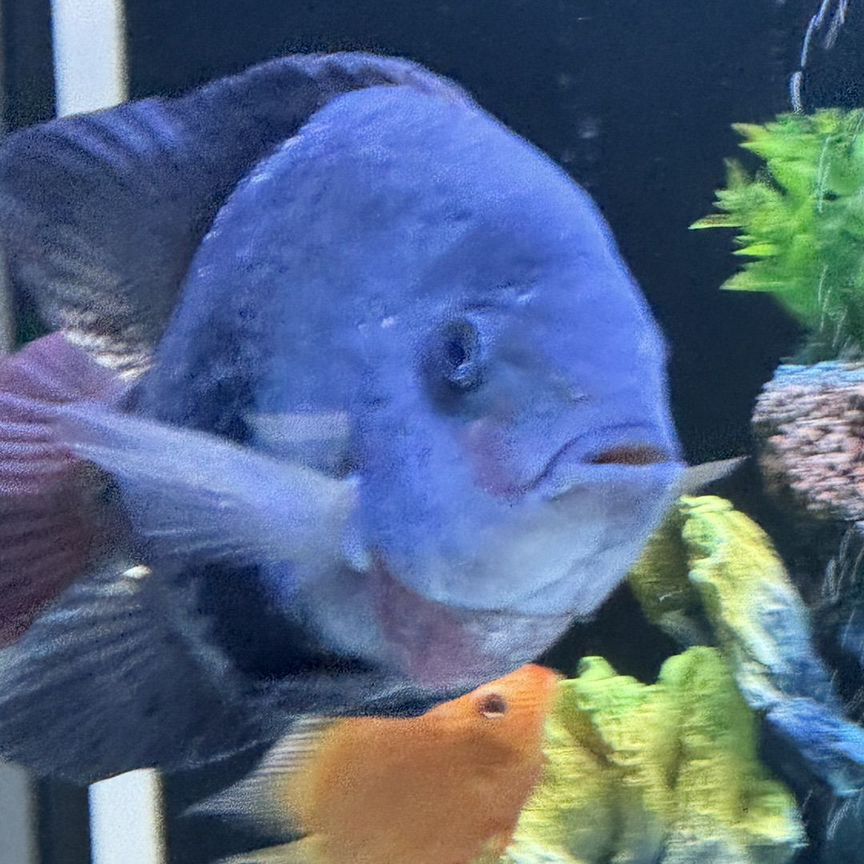 Красногорлая вьеха