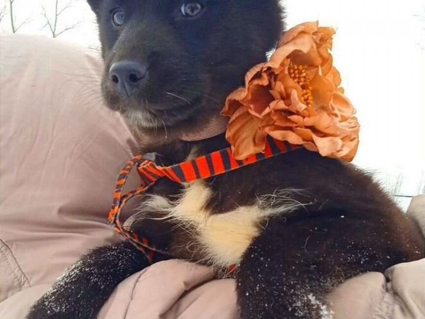 Щенок в добрые руки бесплатно