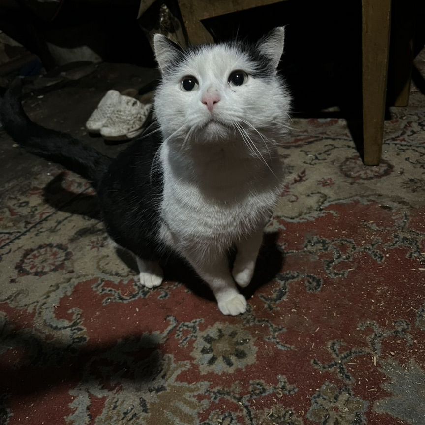 Котенок в добрые руки