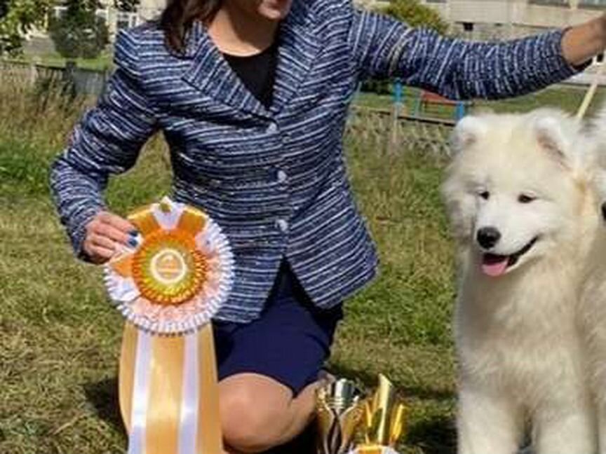 Перспективный щенок самоеда