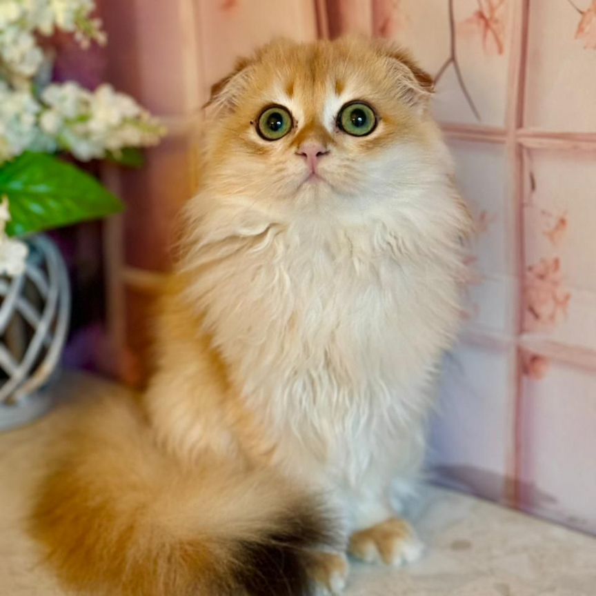 Фолдик Мальчик