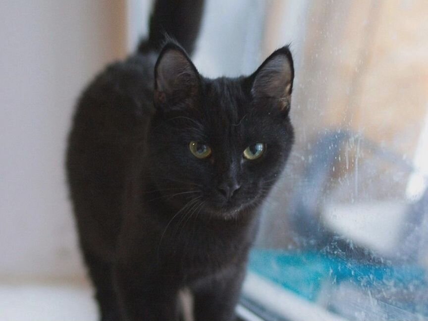 Мышеловка Альта, 11 мес, лоток 5