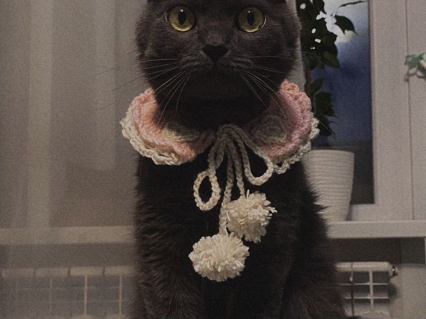 Воротничок для кота