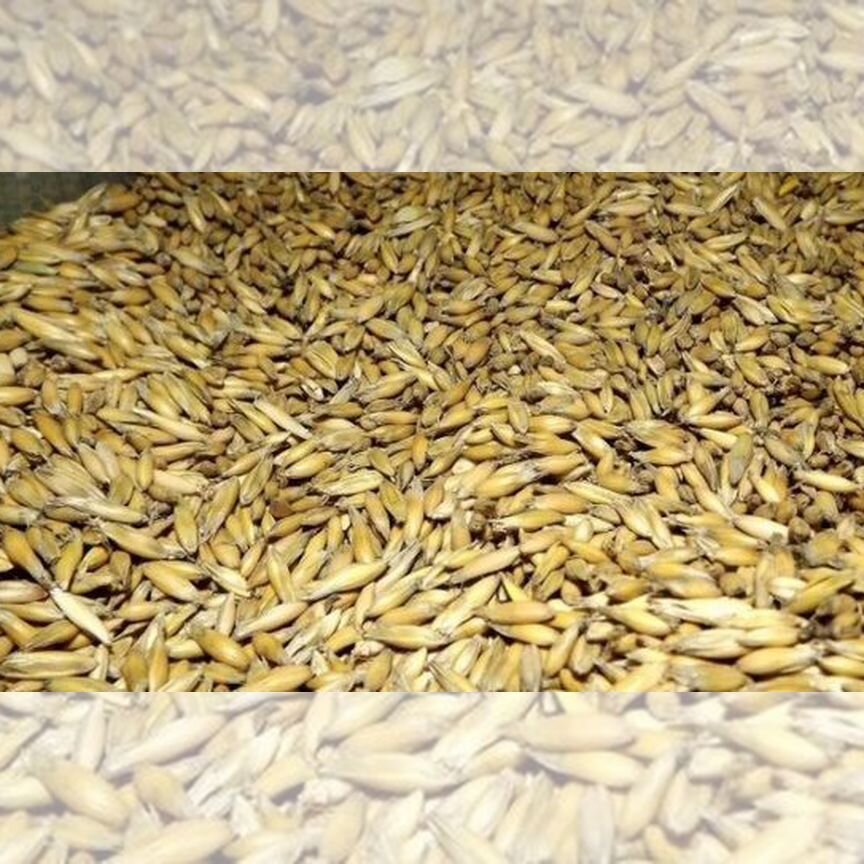 Кормосмесь: Овёс ячмень