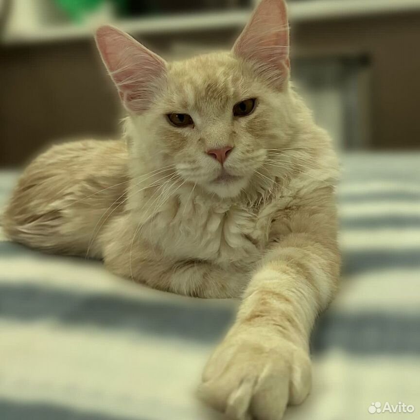 Котята мейн-кун