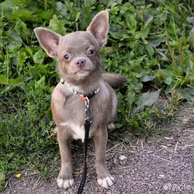 Чихуахуа лиловая принцесса