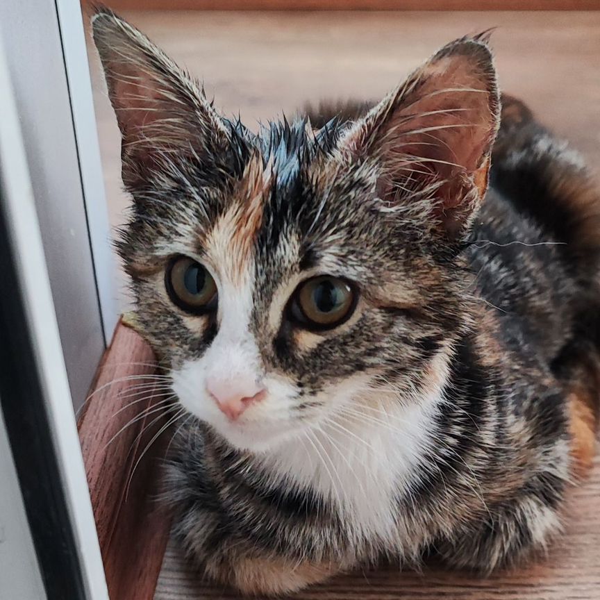 Котёнок-девочка Лика в поисках дома