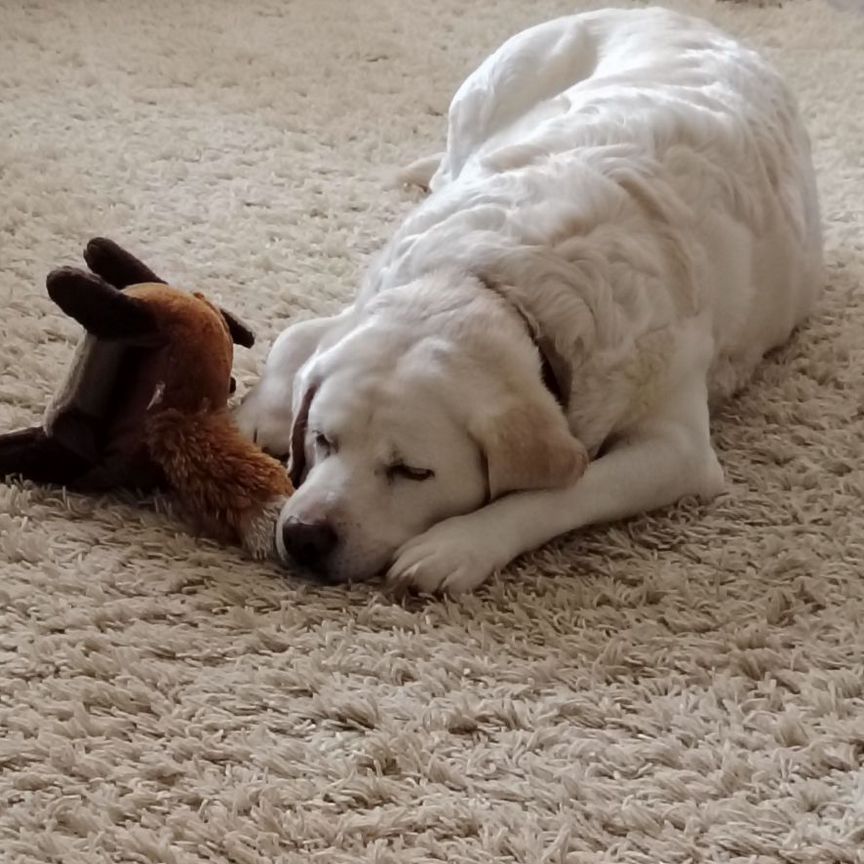 Лабрадор-ретривер, взрослая собака