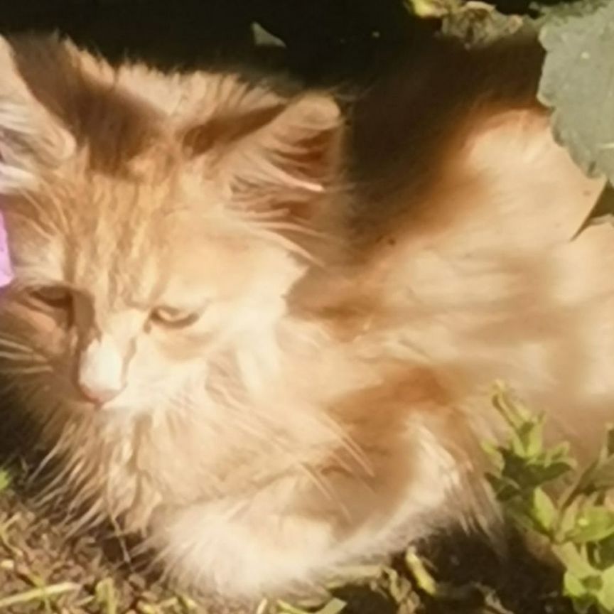 Котята в добрые руки,2-2,5 мес