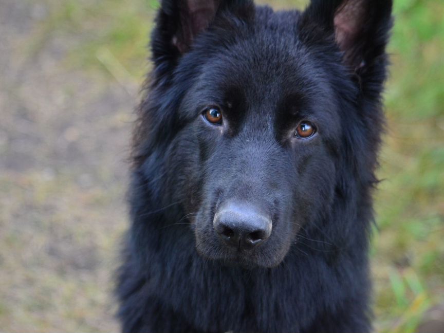 Немецкая мадам