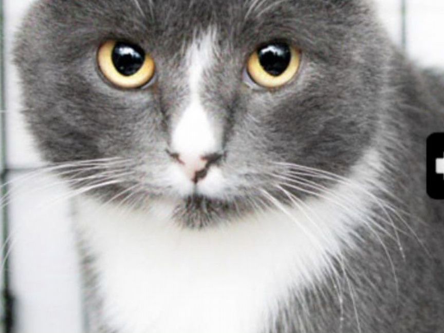 Котик в добрые руки