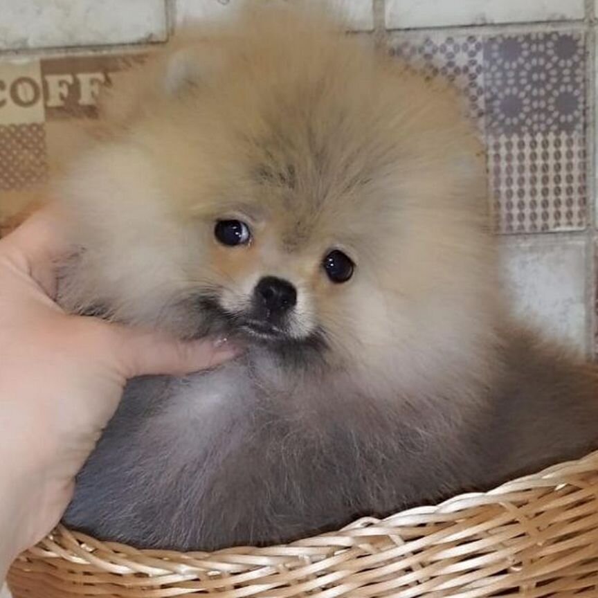 Померанский шпиц, щенок