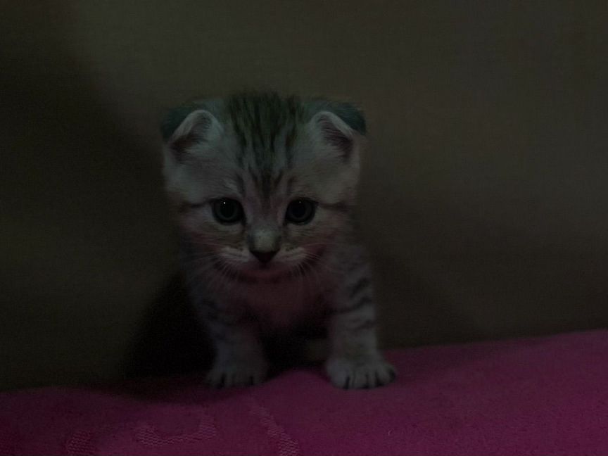 Кошка