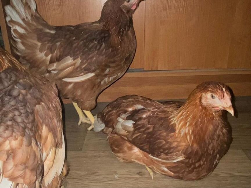 Куры,гуси, утки, бройлеры