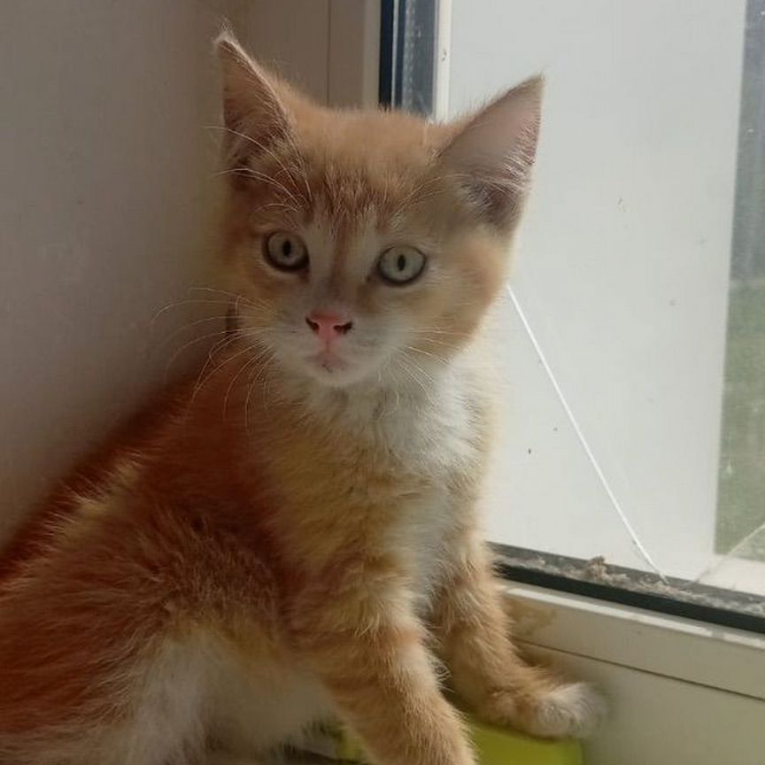 Котята в добрые руки рыжий котёнок