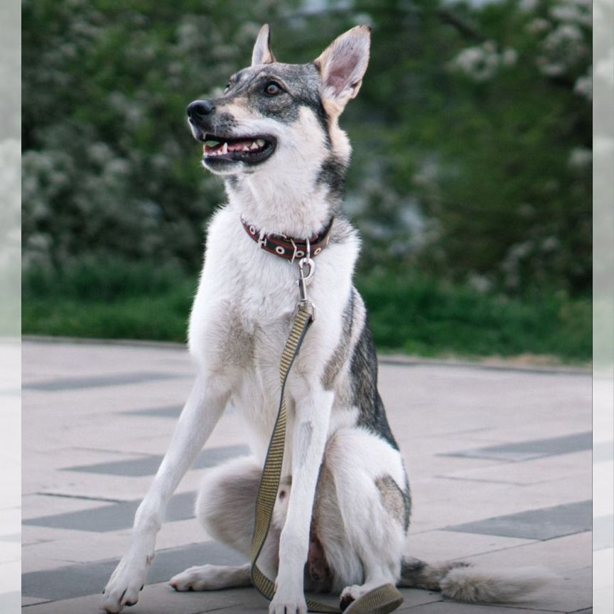 Взрослая собака в добрые руки