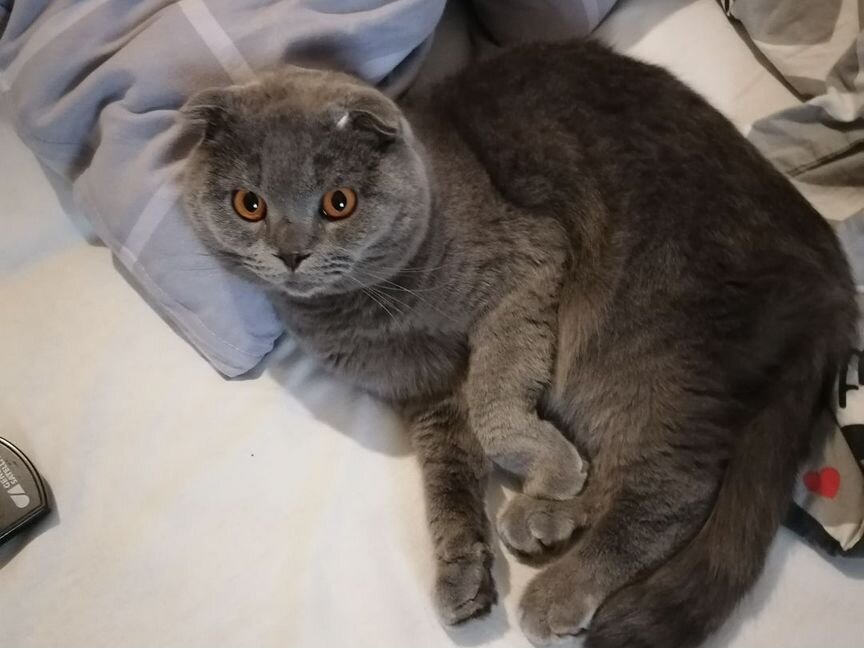 Британский вислоухий кот, 3 года. Кострирован