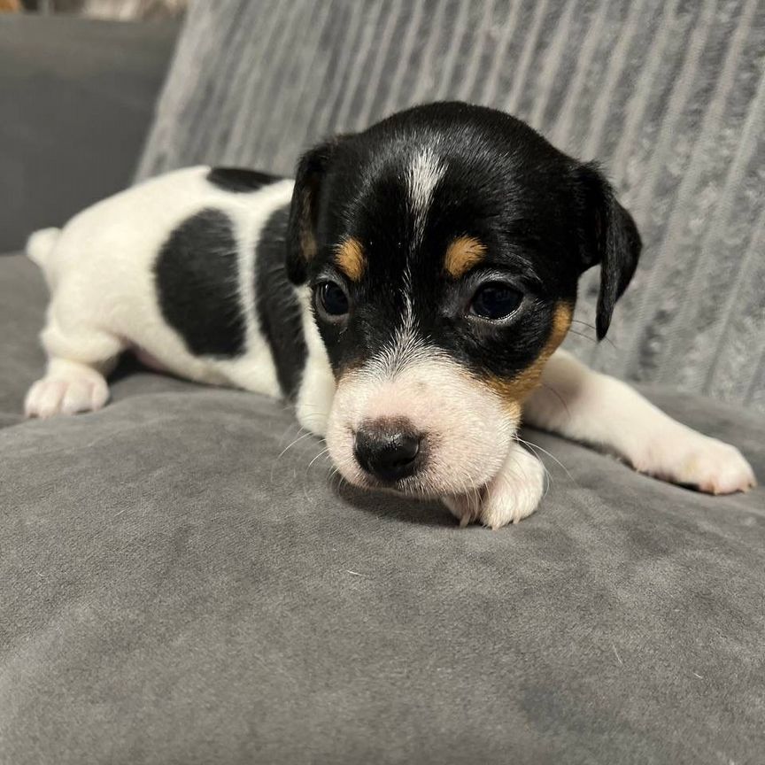 Джек-рассел-терьер, щенок